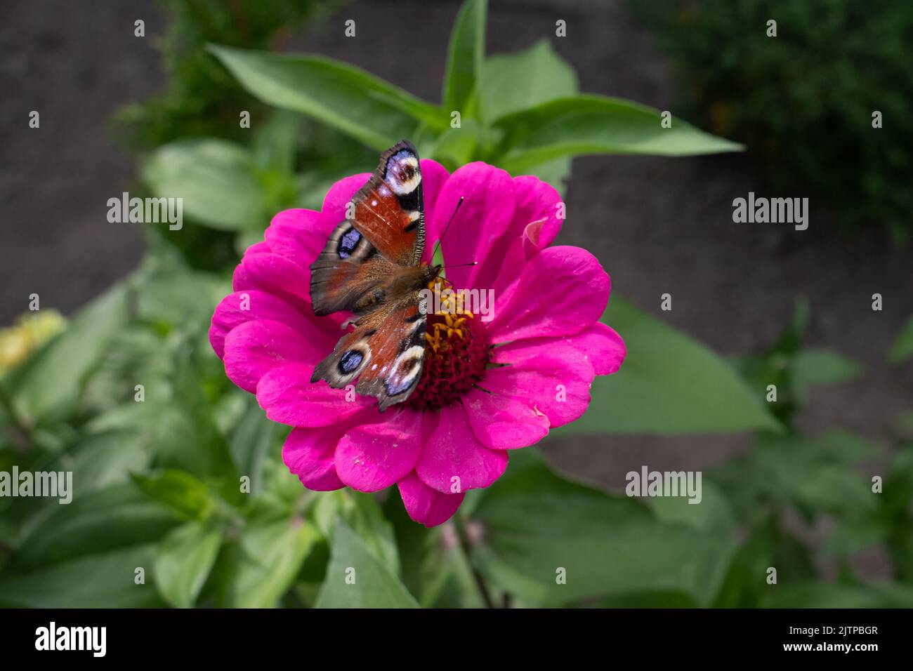 Peacock-eye sunflower butterfly on a blooming aster. Colorful butterfly ...