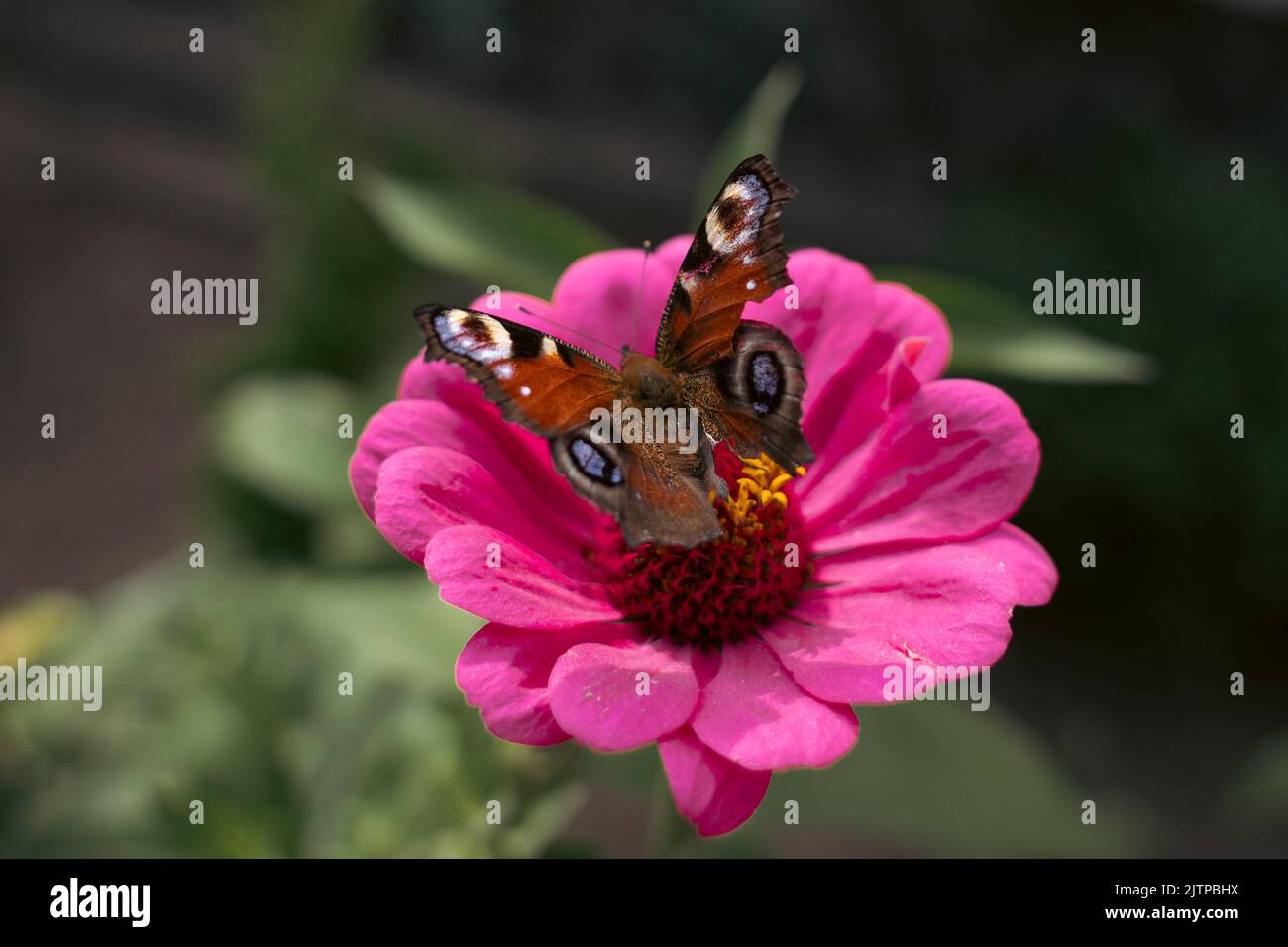 Peacock-eye sunflower butterfly on a blooming aster. Colorful butterfly ...