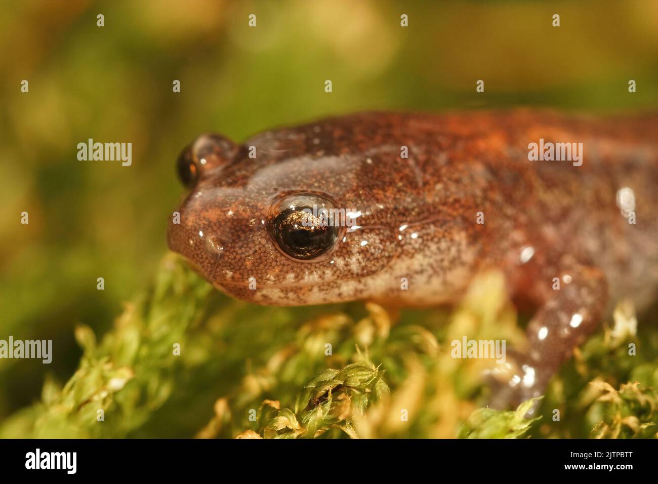 Facial closeup on an adult Eastern red-backed salamander, Plethodon ...