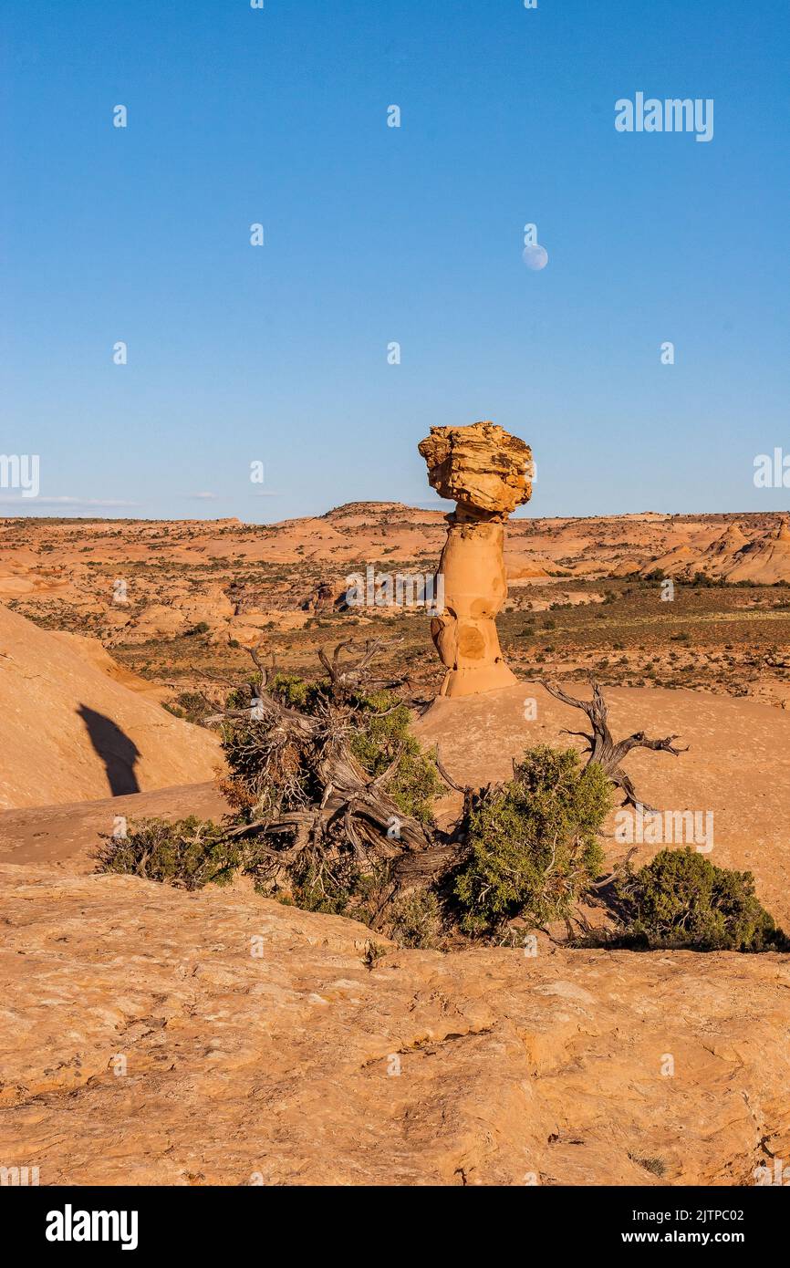 The Secret Spire framed by an ancient twisted Utah Juniper tree in the ...