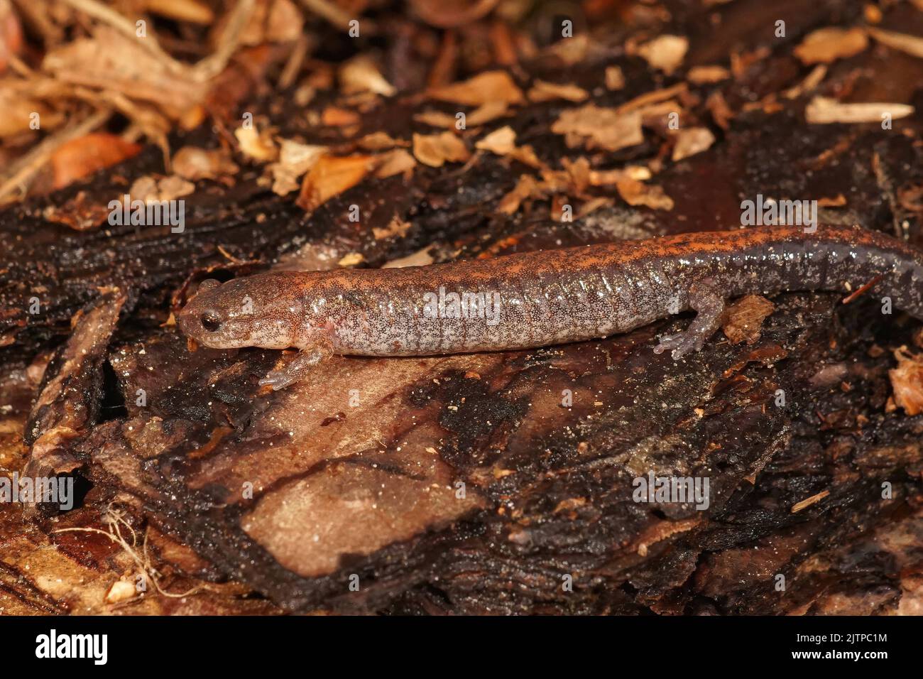 Northern redback salamander hi-res stock photography and images - Alamy