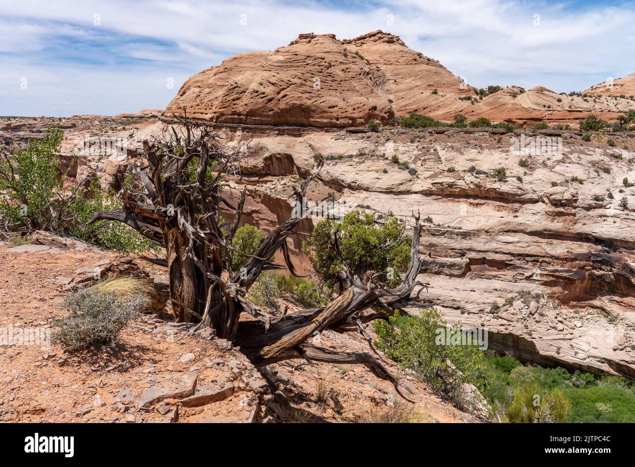 A very old and twisted Utah Juniper tree on the edge of Spring Canyon ...