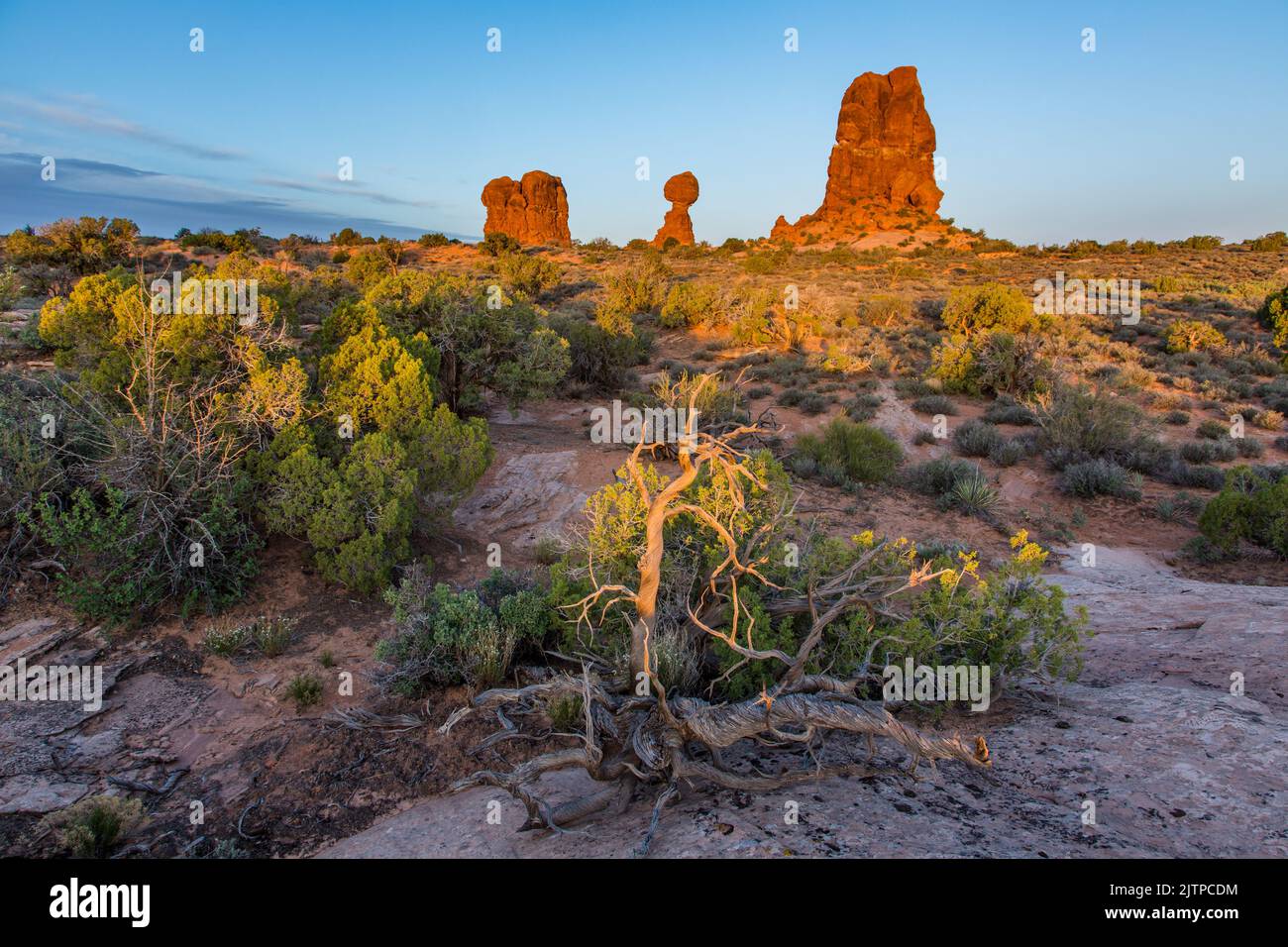 Utah Juniper trees and Balanced Rock in Arches National Park, Moab ...