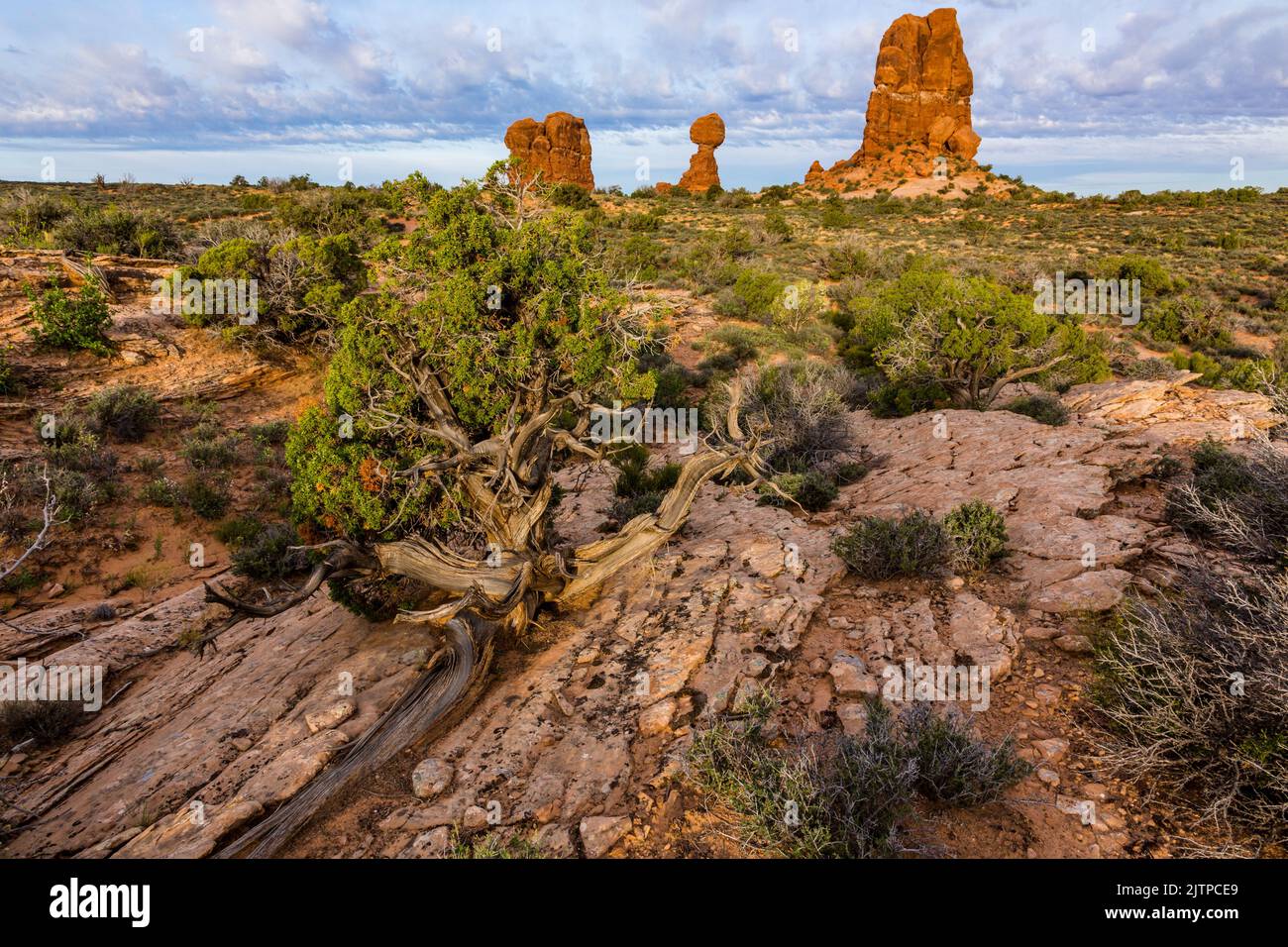 A twisted old Utah Juniper Tree in front of Balanced Rock in Arches ...