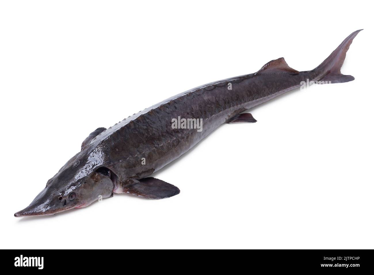 Fresh sterlet closeup isolated on white background Stock Photo - Alamy