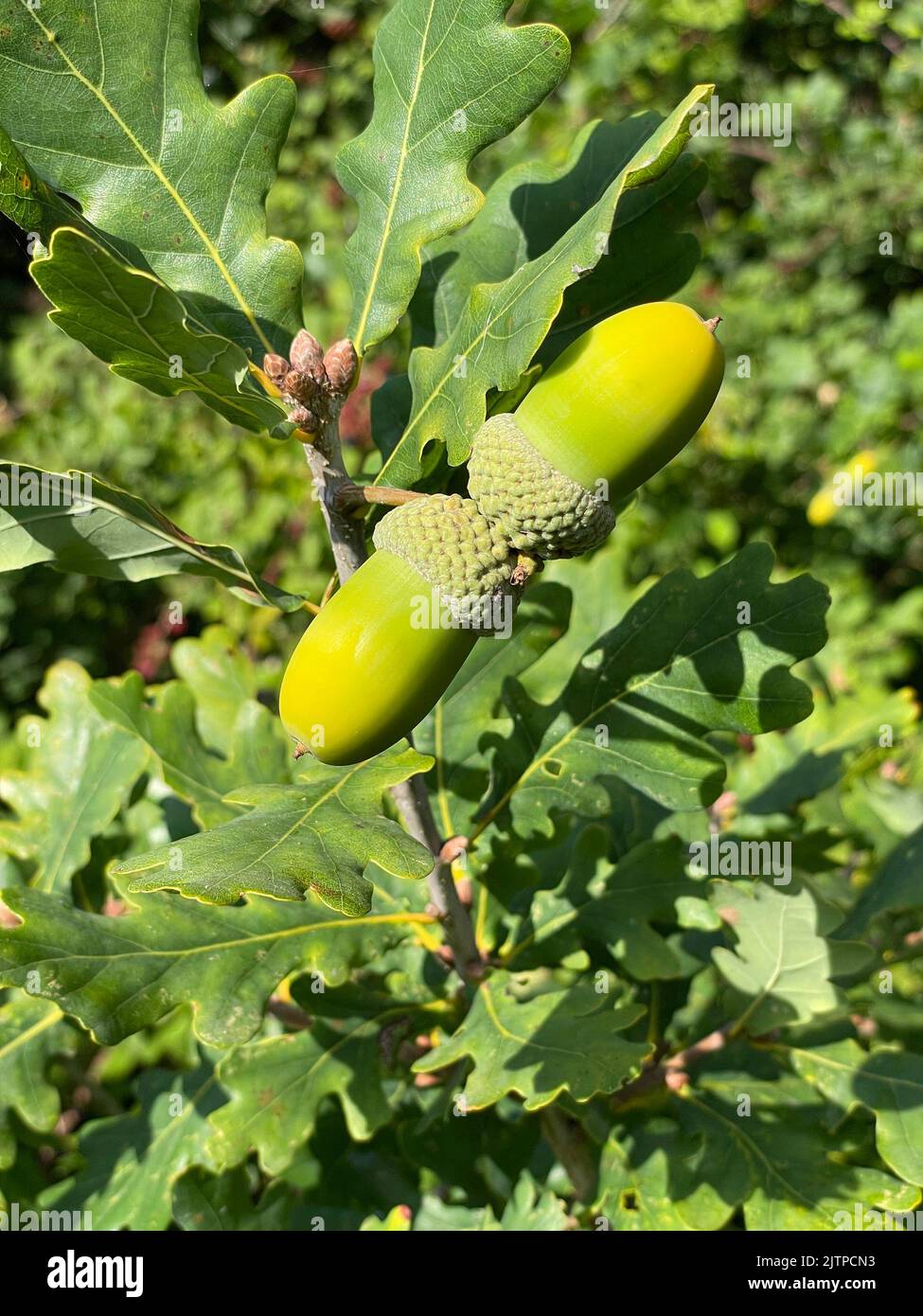 ACORNS on English Oak Quercus robur Stock Photo - Alamy