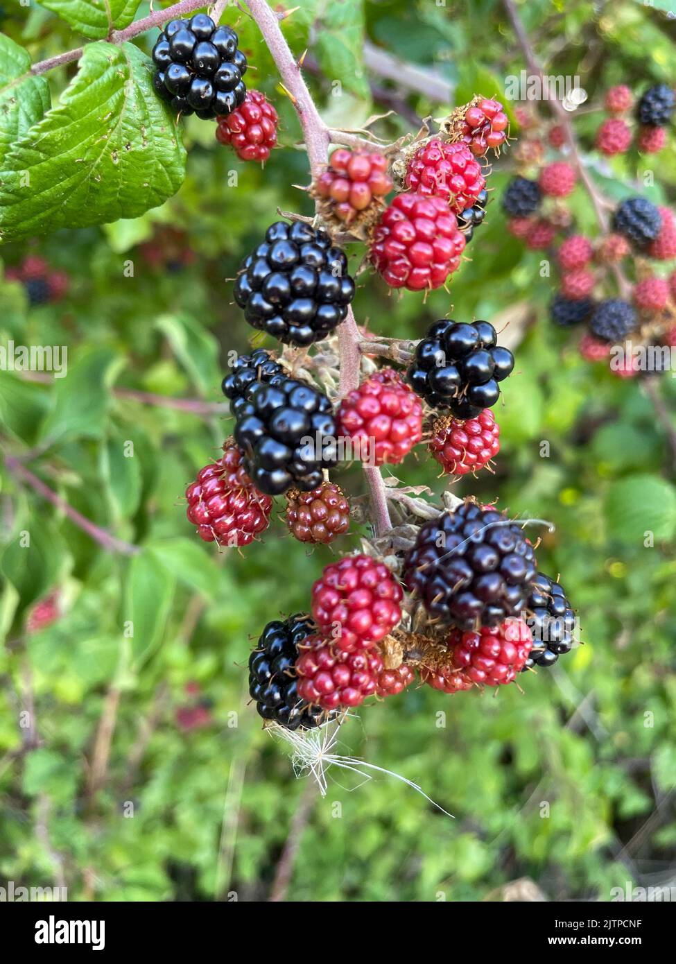 COMMON BLACKBERRY Rubus allegheniensis. Photo: Tony Gale Stock Photo ...