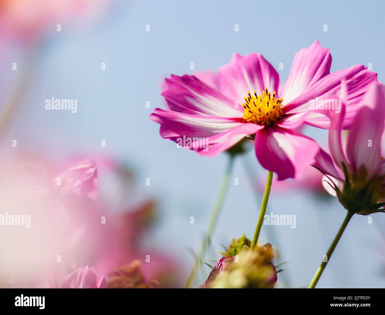 Beautiful pink garden cosmos in hi-res stock photography and images - Alamy