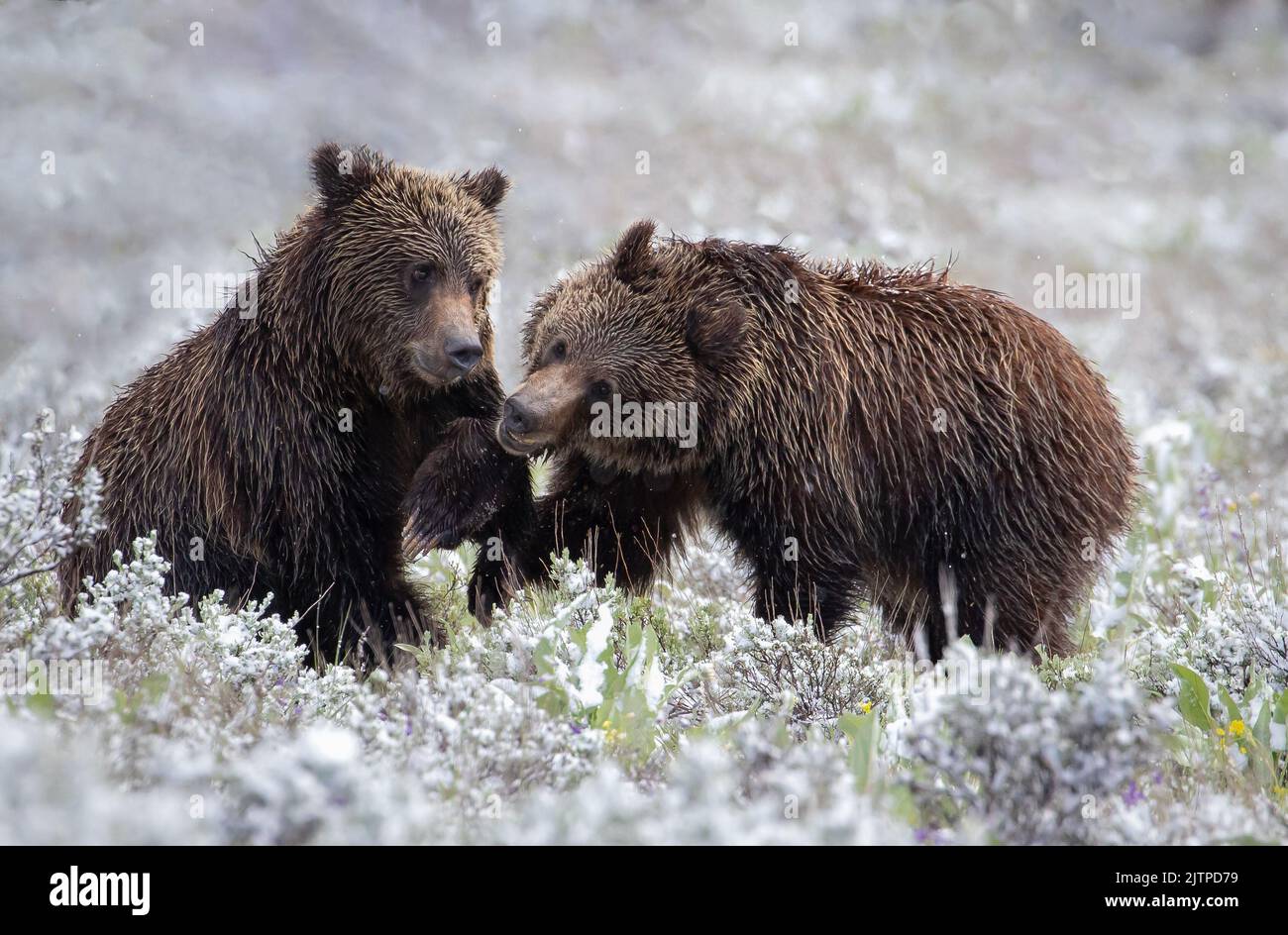 The two young bear cubs playing with one another. Wyoming, USA: LIKE A ...