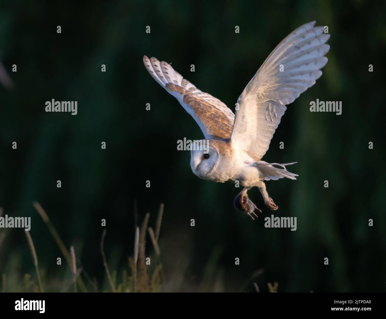 Th barn owl was victorious and left the scene with its prey still ...