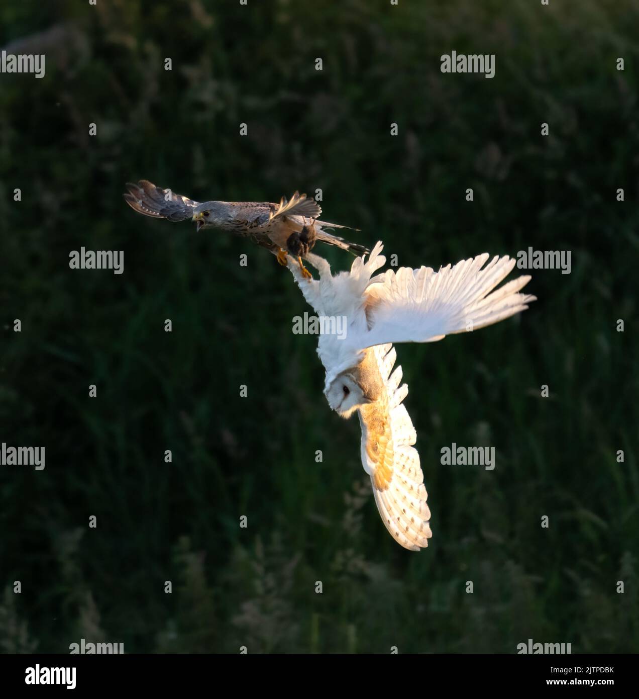 Raptors fighting hi-res stock photography and images - Alamy