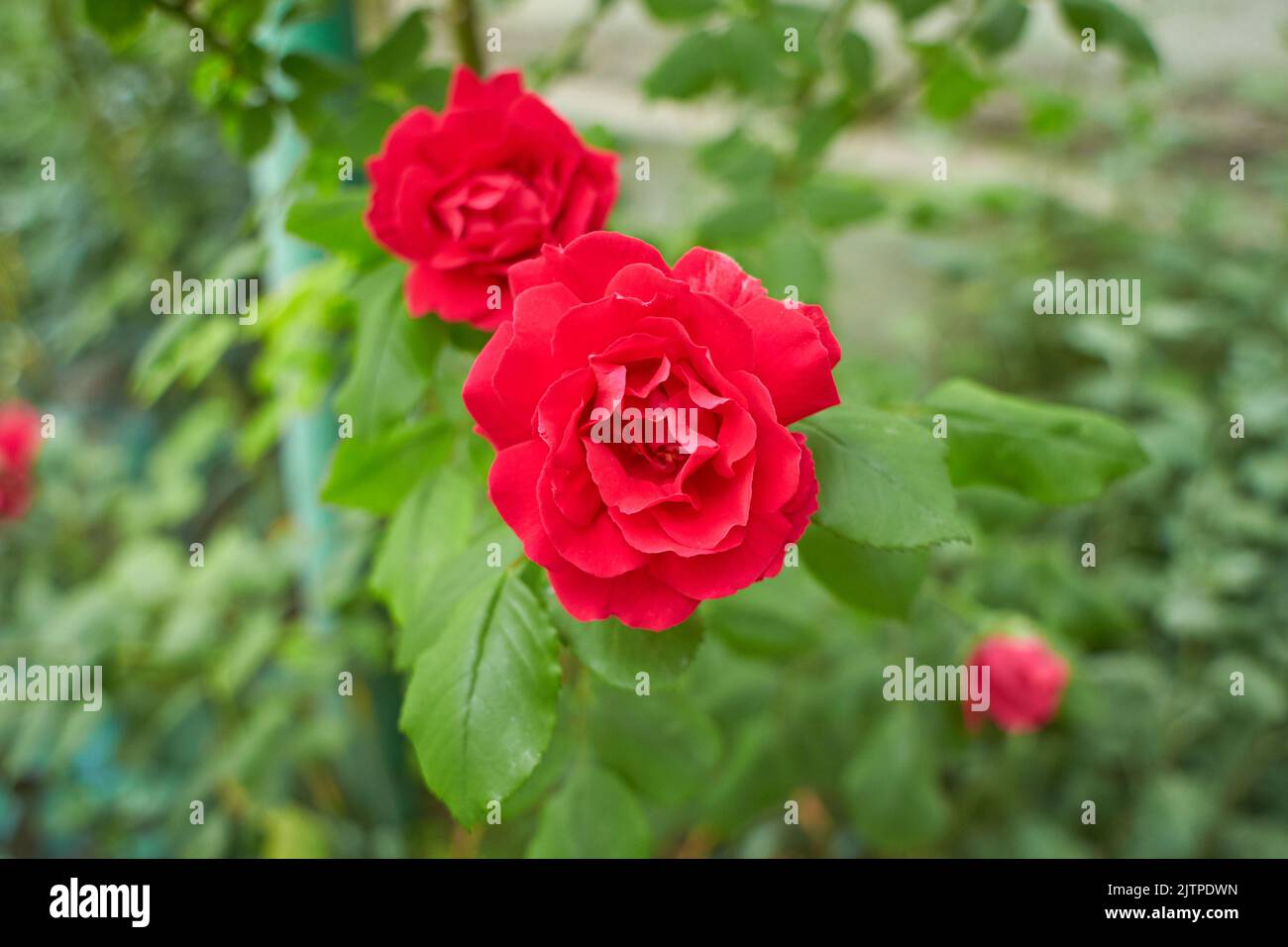 A rose in button with a red coral color. Day shooting, outdoor and ...