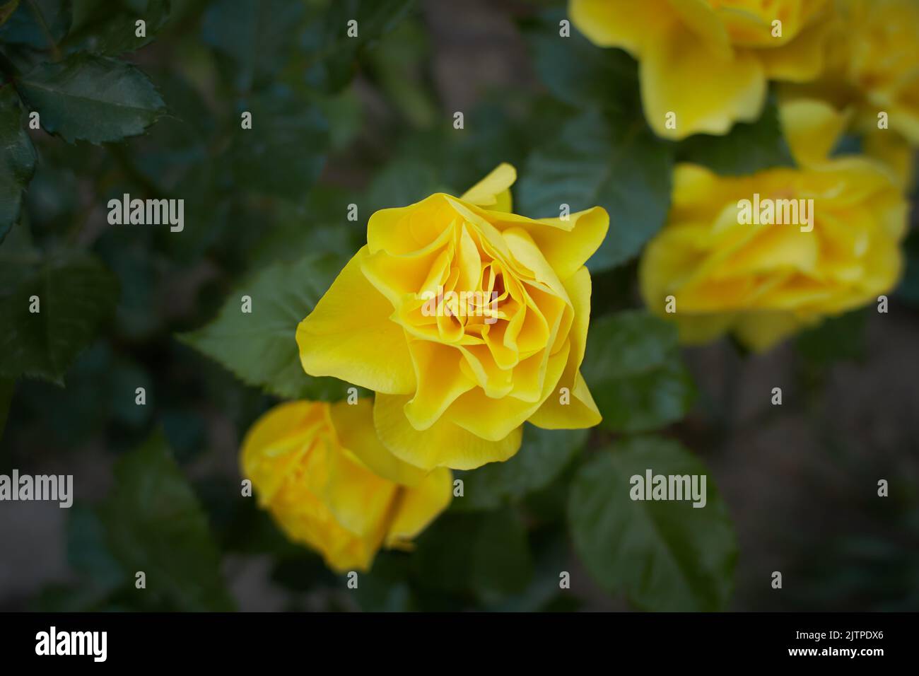 Rose coral hi-res stock photography and images - Alamy