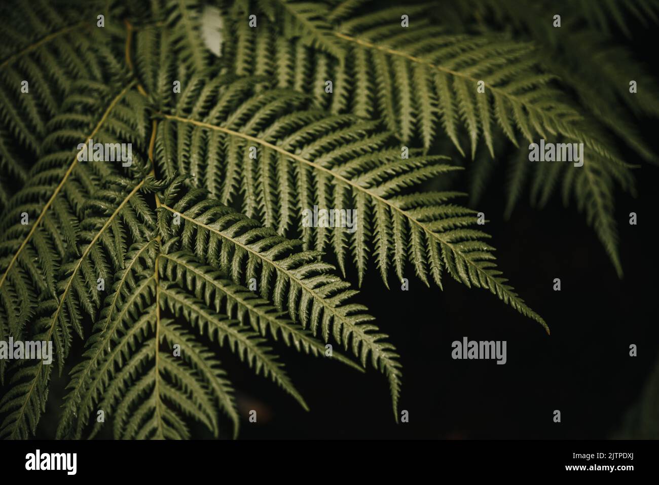 Green fern texture hi-res stock photography and images - Alamy