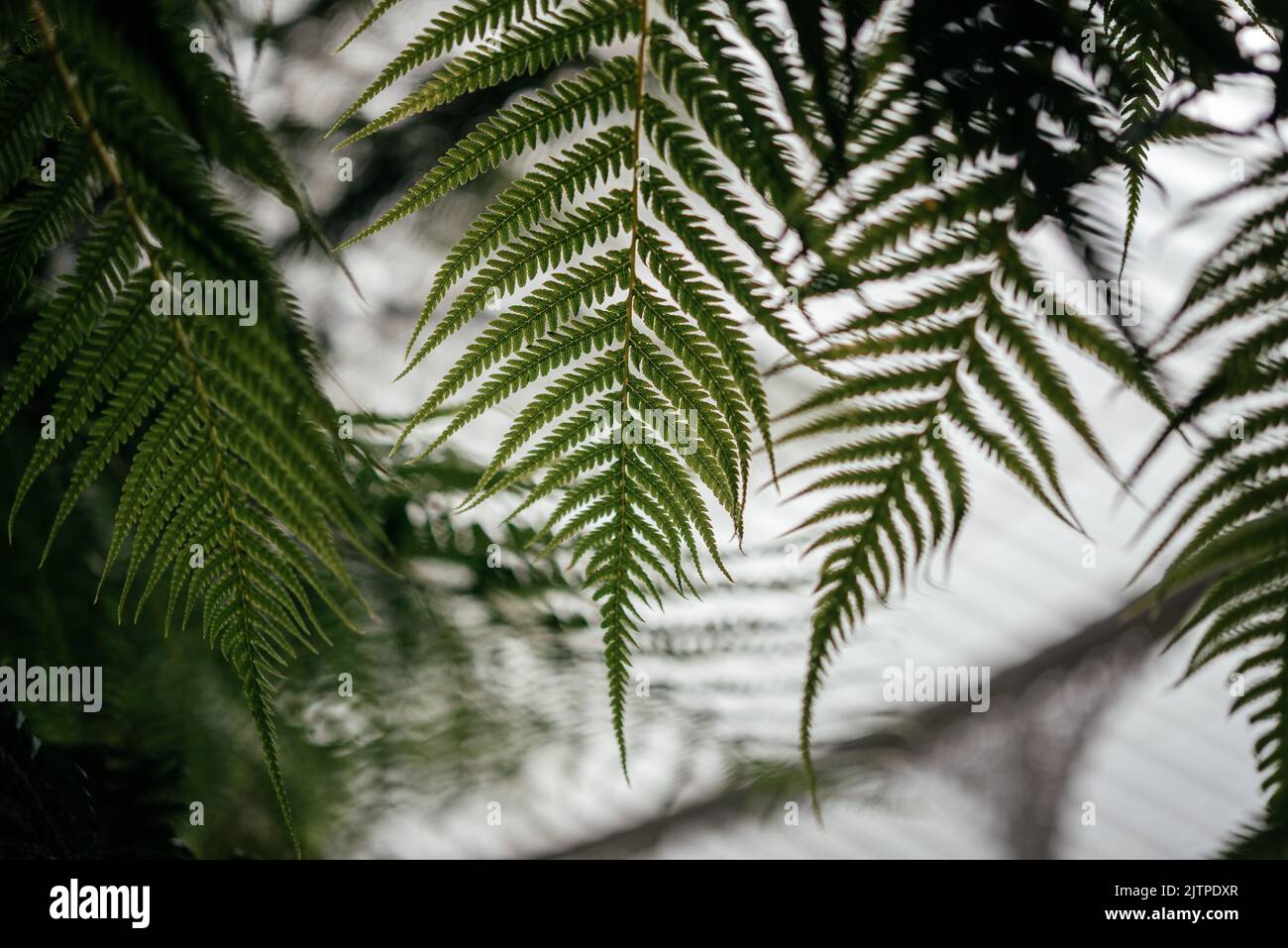 Green fern leaves texture close-up natural background Stock Photo - Alamy