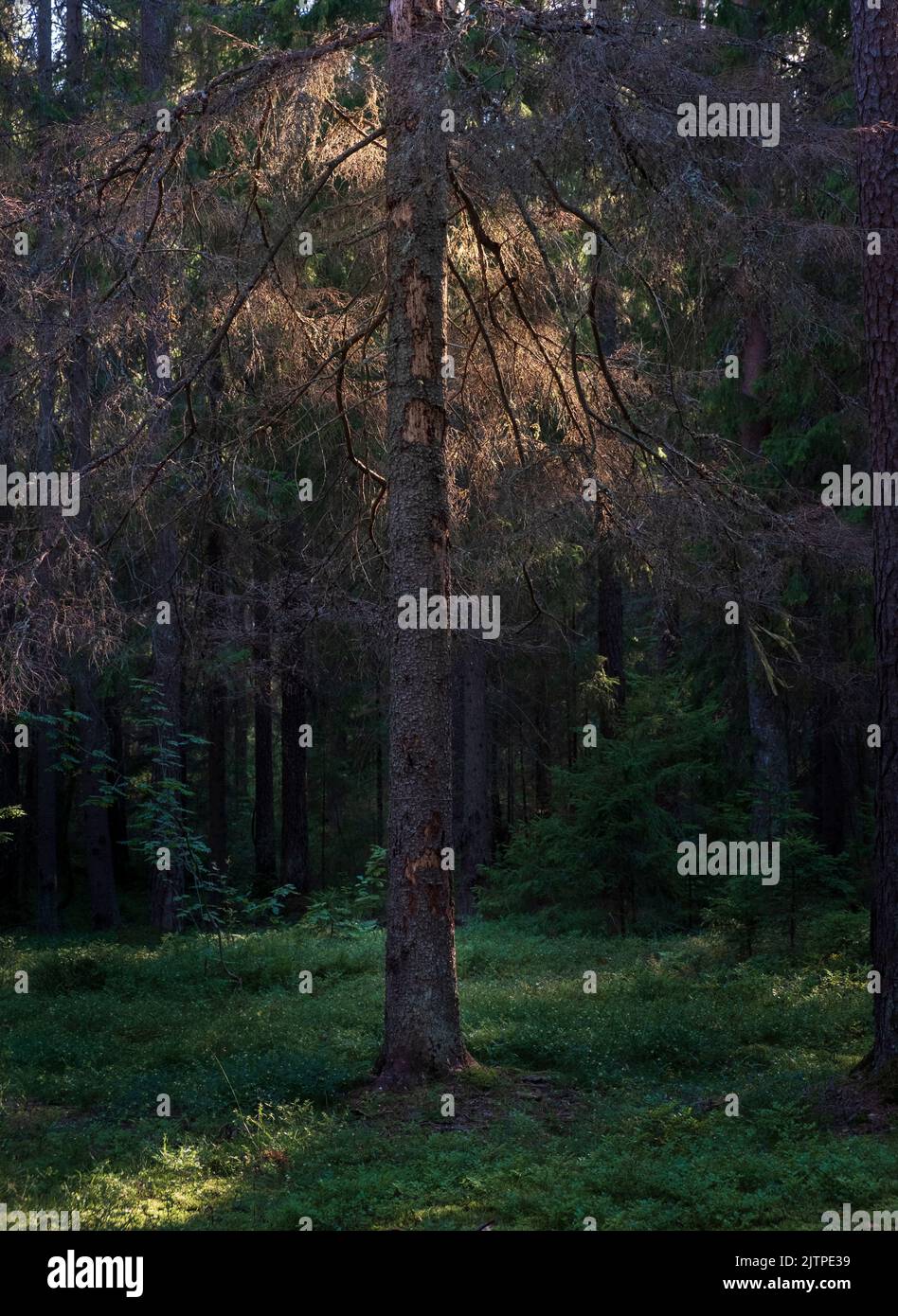 Diseased pine trees hi-res stock photography and images - Alamy