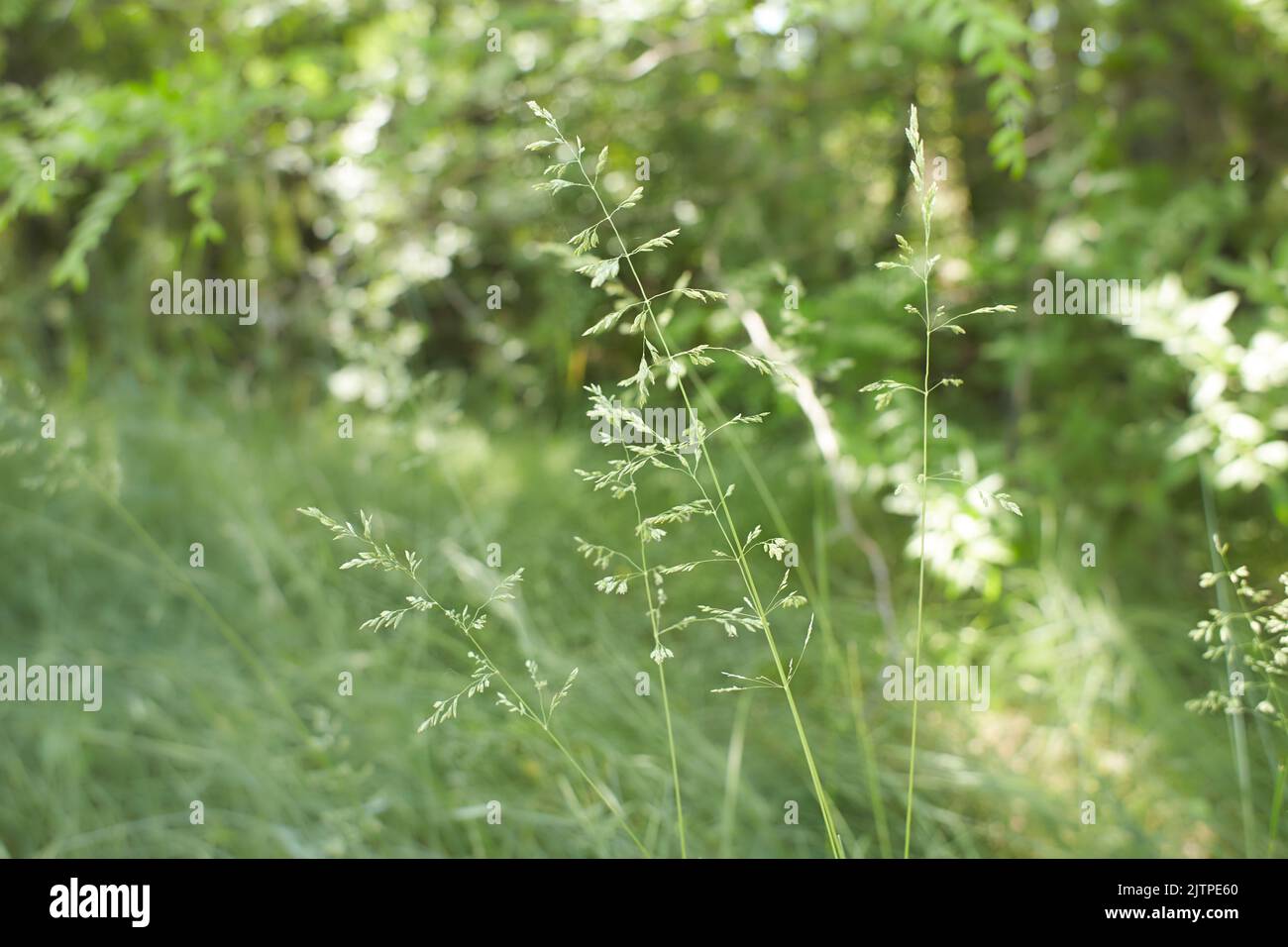 The meadow grass tall fescue (Festuca partensis) in spring. The ...