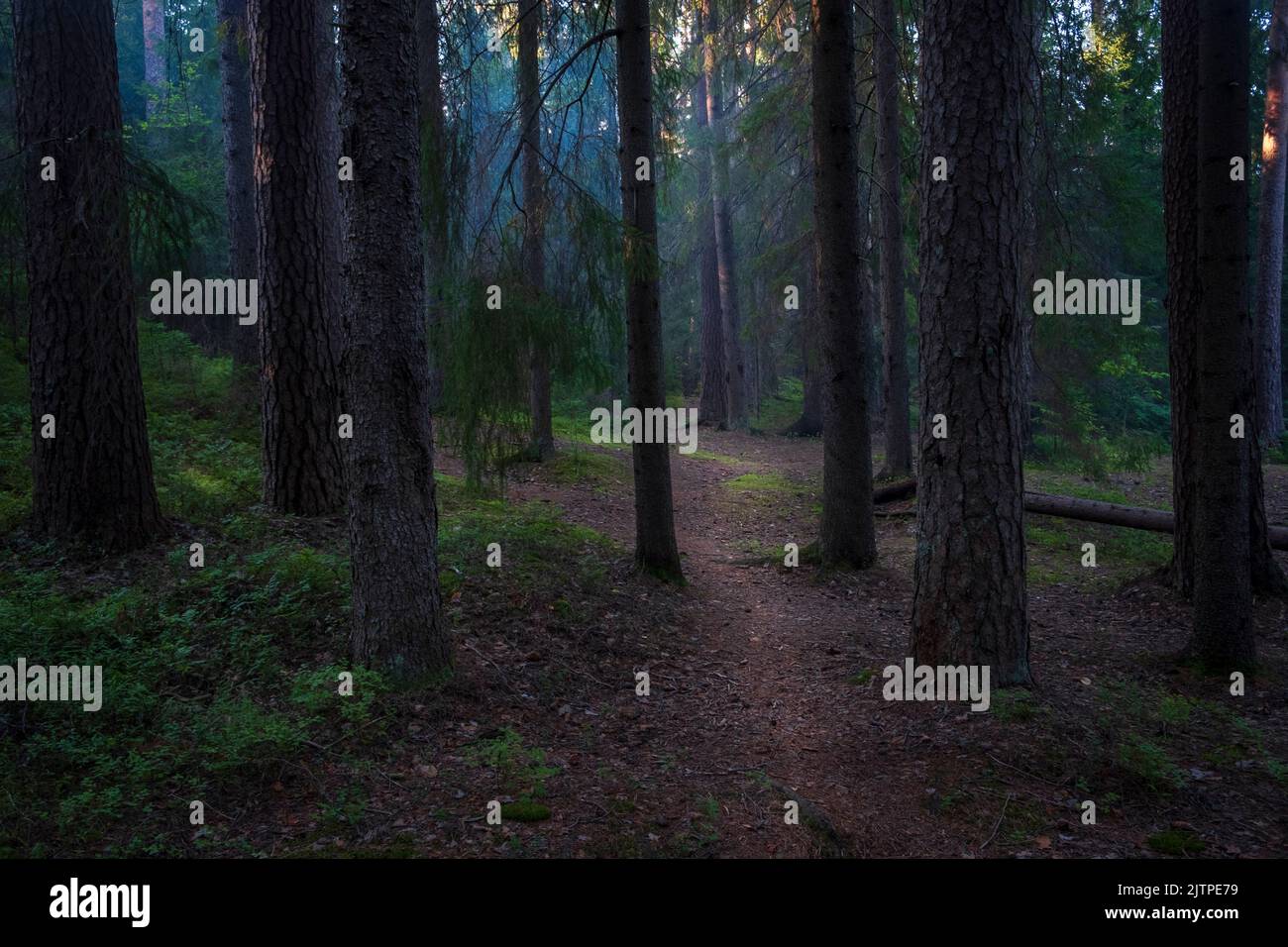 Winding foggy path hi-res stock photography and images - Alamy