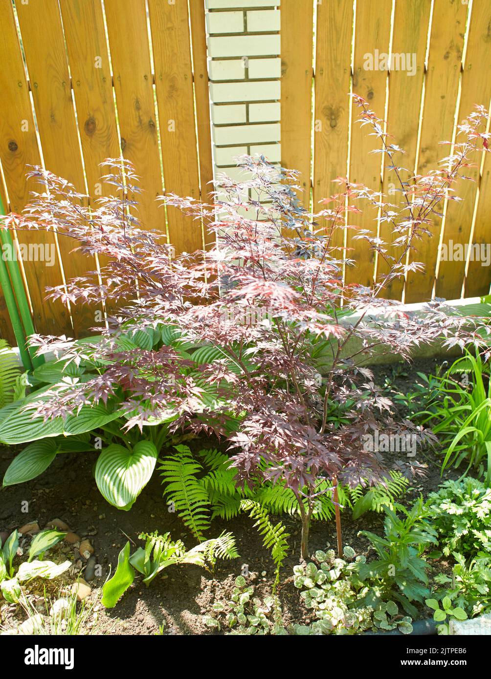 Bush of Japanese maple (Acer palmatum Osakazuki). Close up of red maple ...