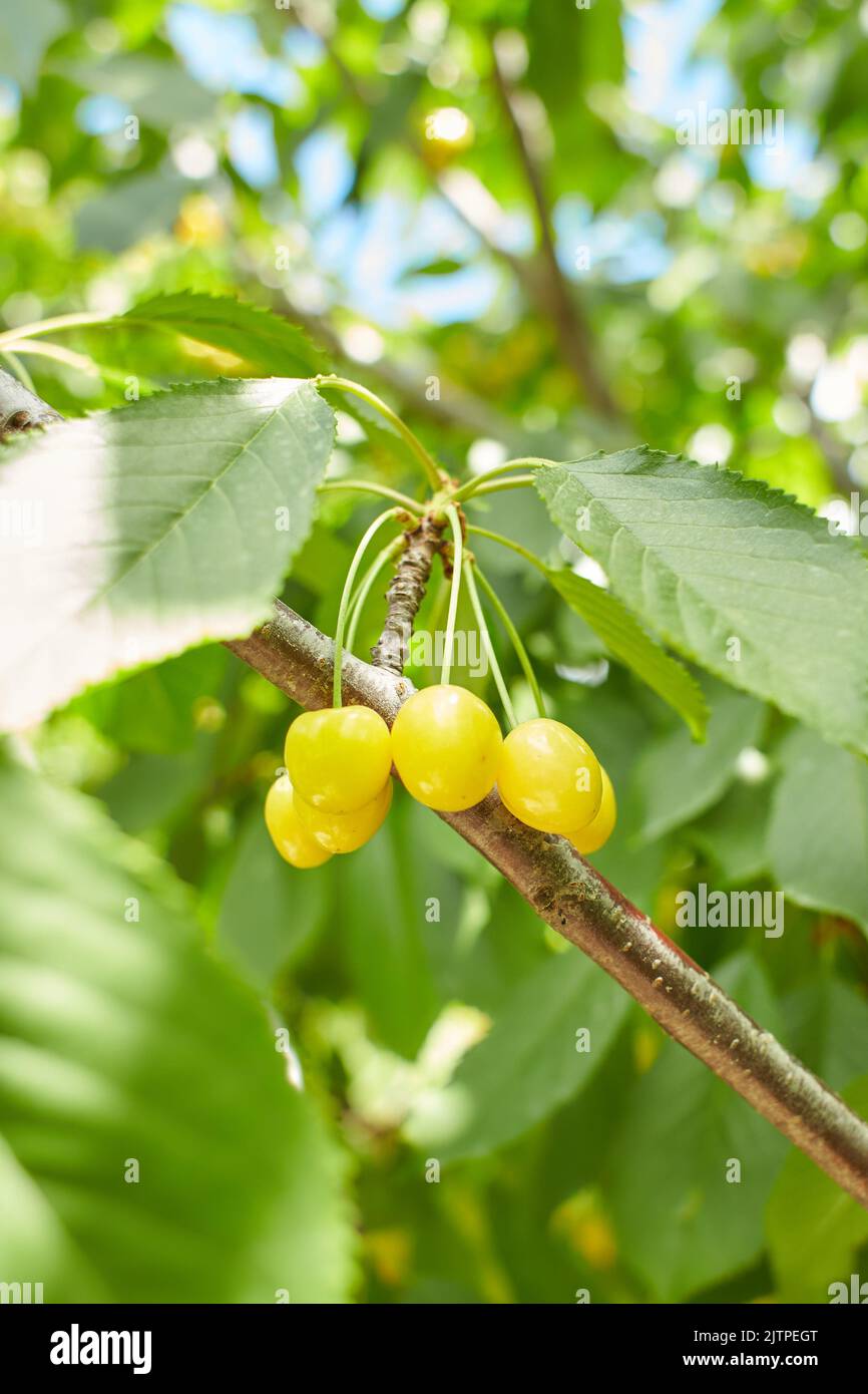 Rainier cherry tree hi-res stock photography and images - Alamy