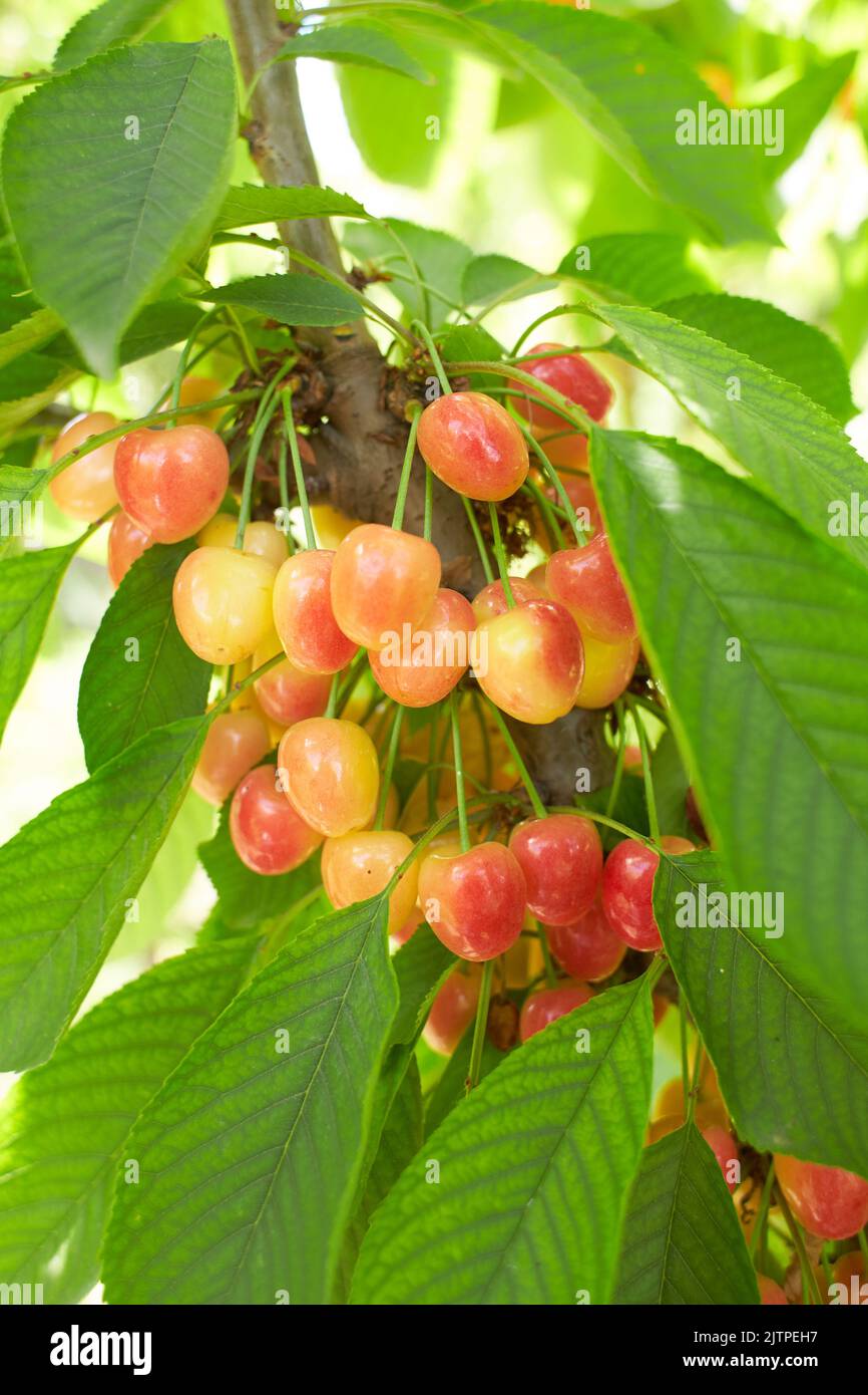 Ripe yellow-red berries of sweet cherries ripen on a tree branch Stock ...
