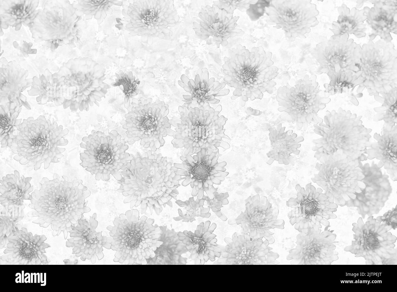 Many beautiful mums and flowers in full bloom in a faded black and ...