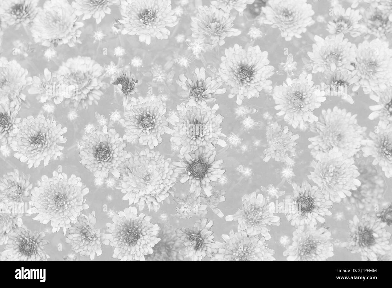 Many beautiful mums and flowers in full bloom in a faded black and ...