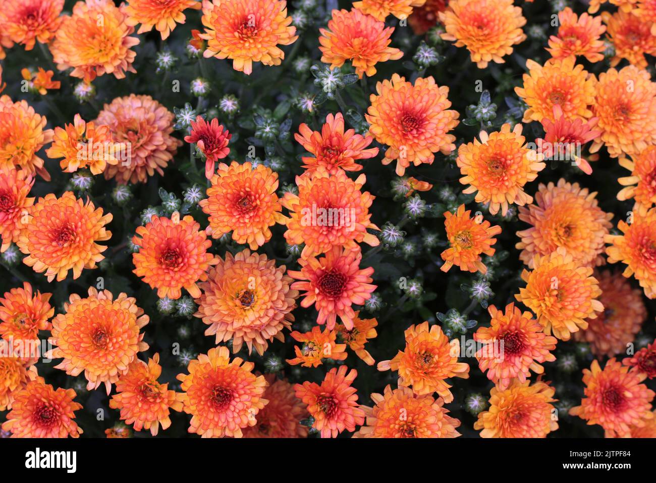 Many beautiful mums and flowers in full bloom Stock Photo - Alamy