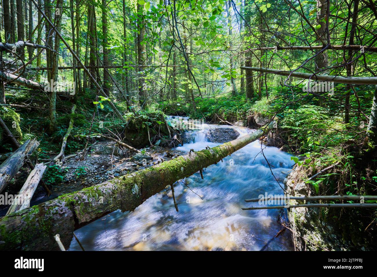 a mountain river through the forest photographed with long exposure ...