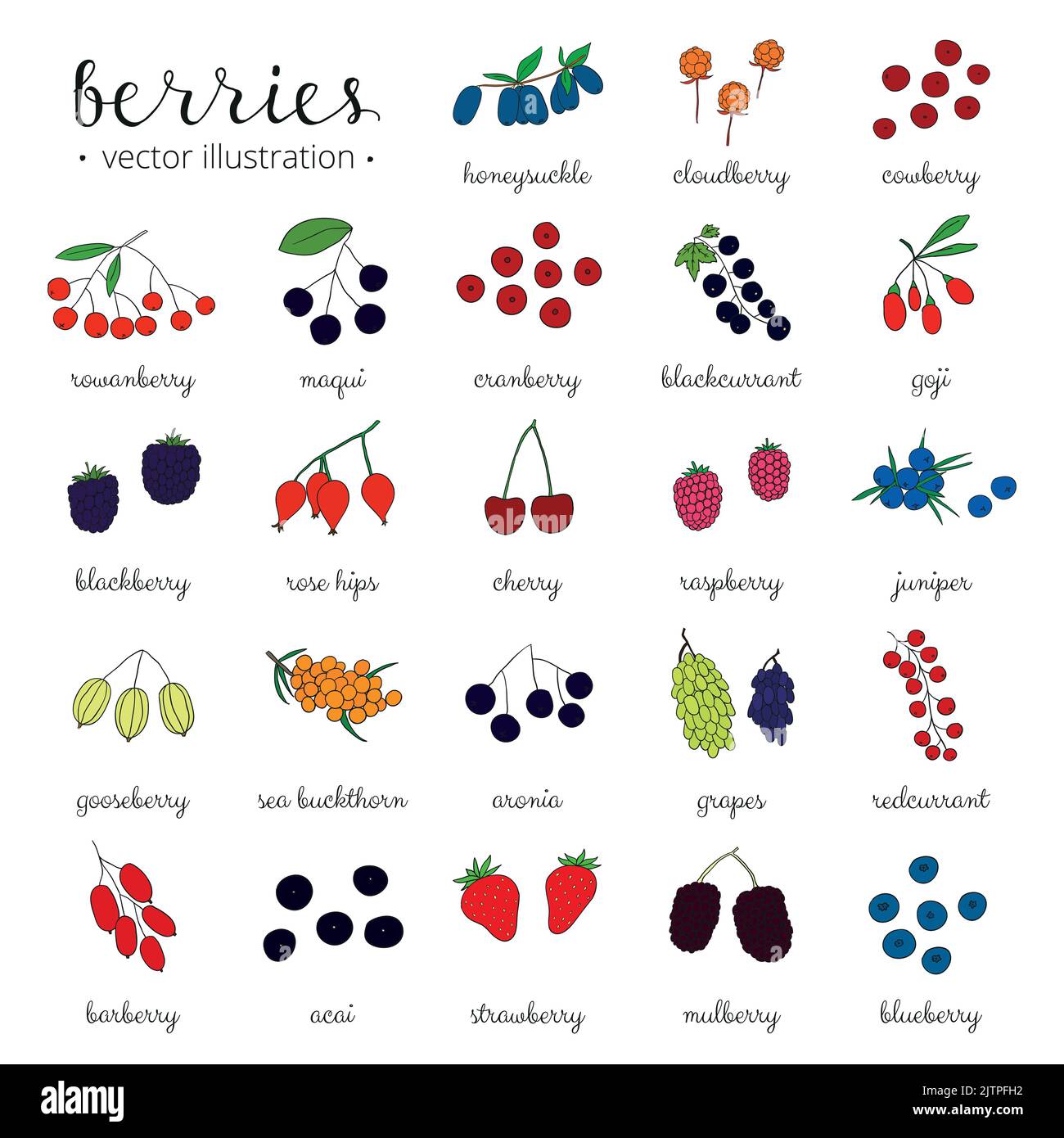 Set of hand drawn colored berries isolated on white background Stock ...