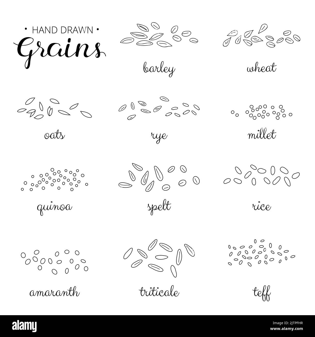 Hand drawn outline cereal grains with names isolated on white ...