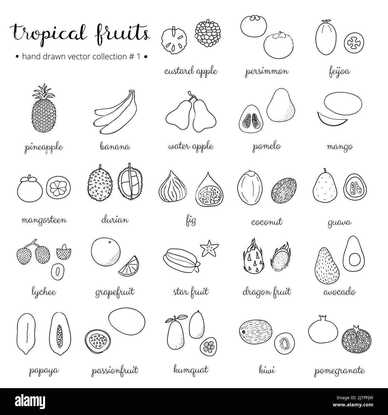 Hand drawn outline tropical fruits isolated on white background Stock ...
