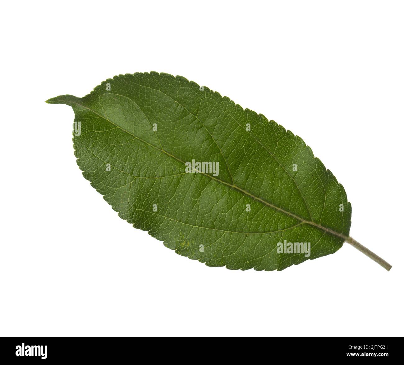 Apple leaf isolated on Cut Out Stock Images & Pictures - Alamy