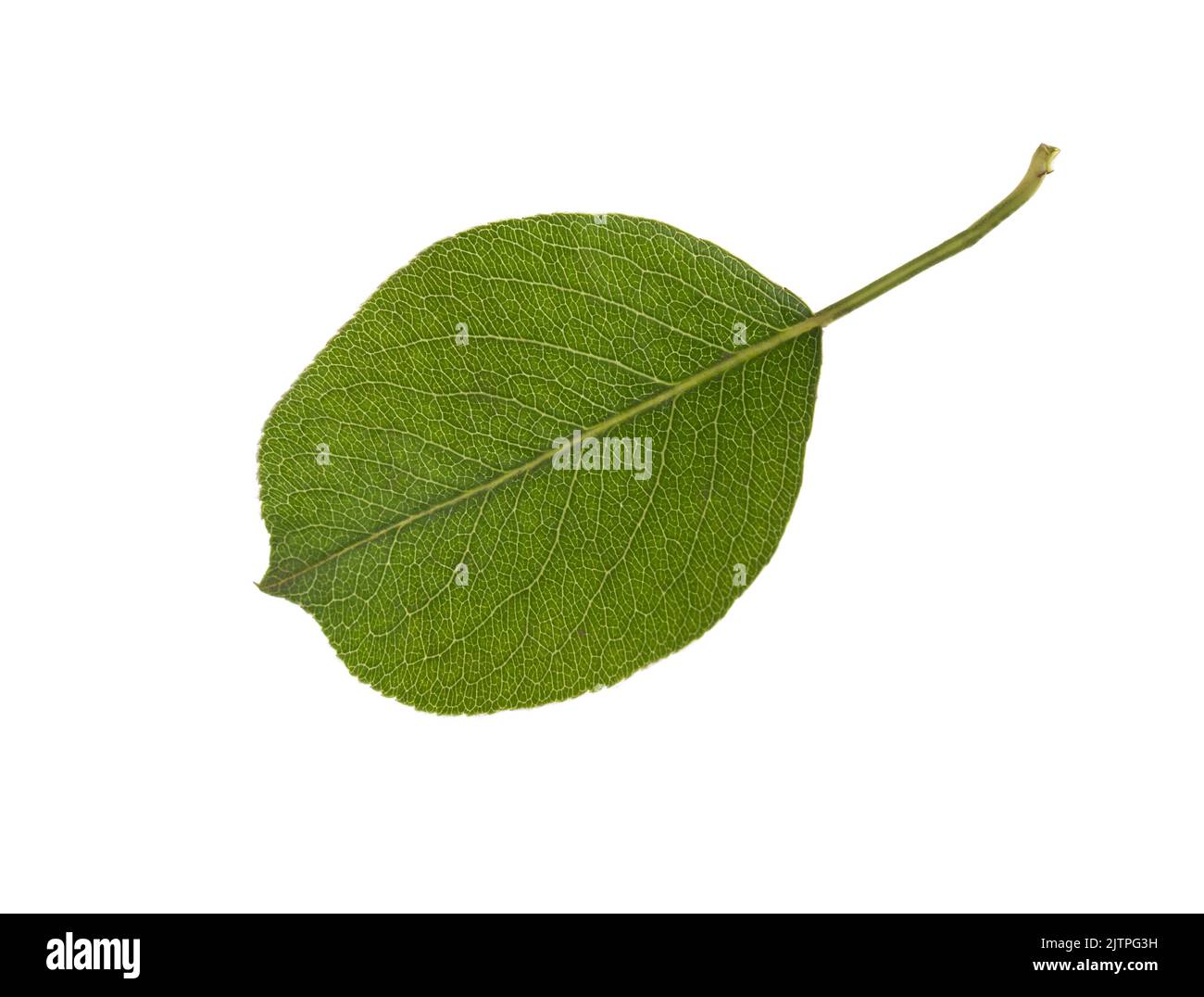 Fresh green Pear leaf isolated on white background Stock Photo - Alamy
