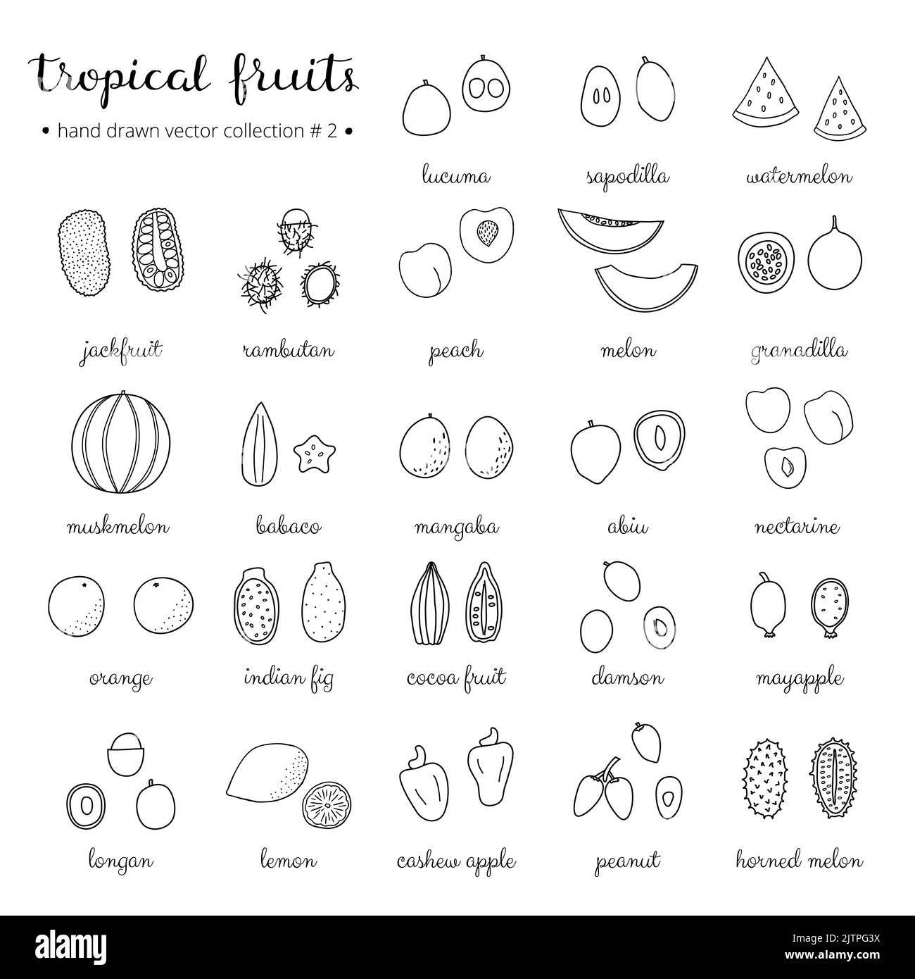 Hand drawn outline tropical fruits isolated on white background Stock ...