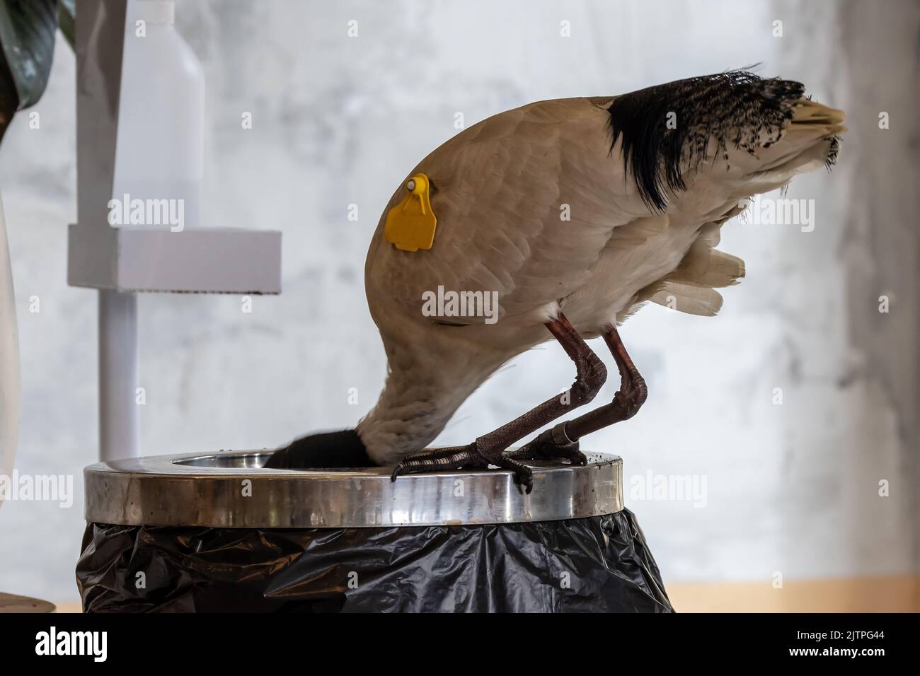Australian White Ibis scavenging in garbage bin Stock Photo - Alamy