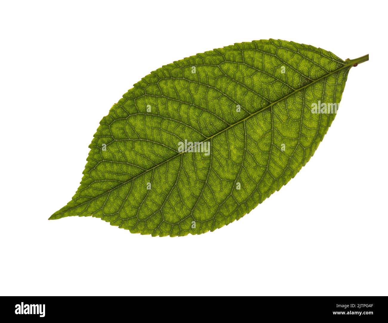 Fresh green Cherry leaf isolated on white background Stock Photo - Alamy