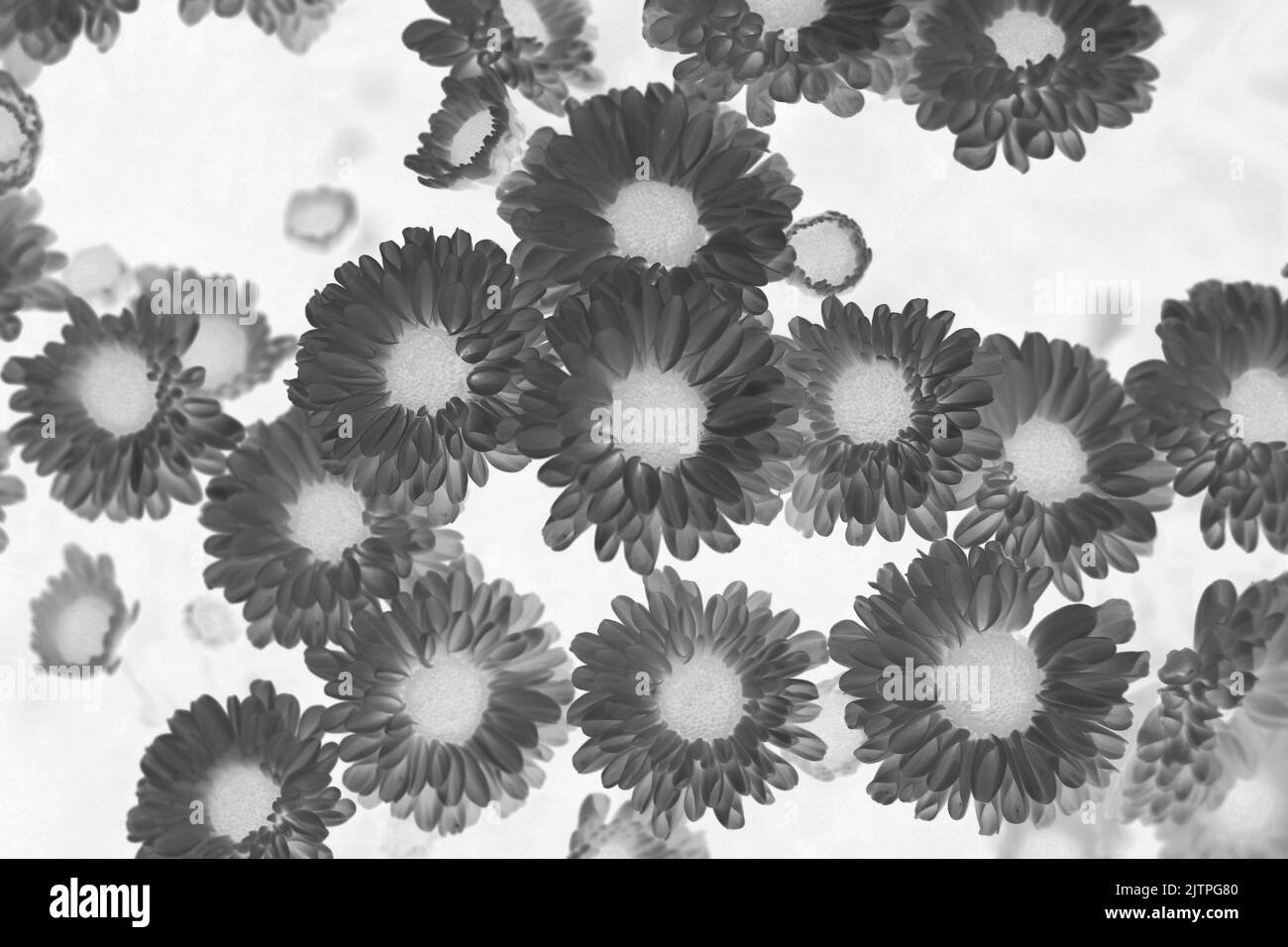 Beautiful top view of many sunflowers growing in the fields in a black ...