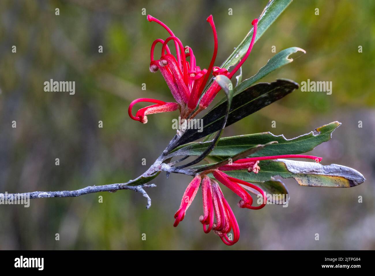 Australian native Red Spider flower Stock Photo - Alamy