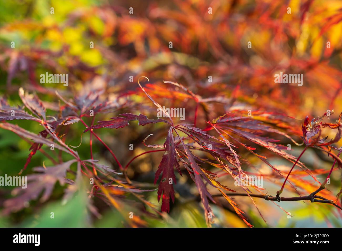 Acer palmatum 'Omurayama'. Amur maple, Japanese-maple fullmoon maple ...