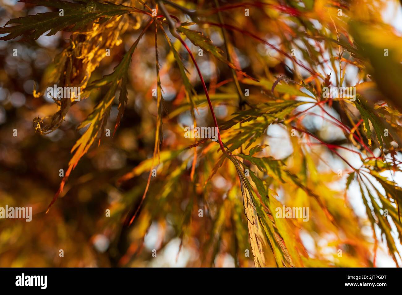 Acer palmatum 'Omurayama'. Amur maple, Japanese-maple fullmoon maple ...