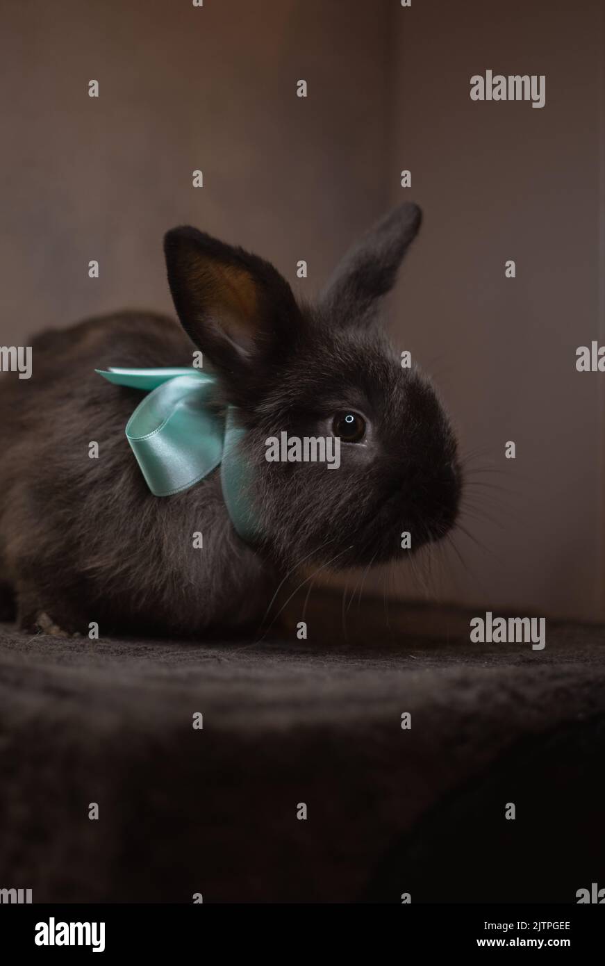 Young female Lionhead Rabbit pet with a cute bow Stock Photo - Alamy