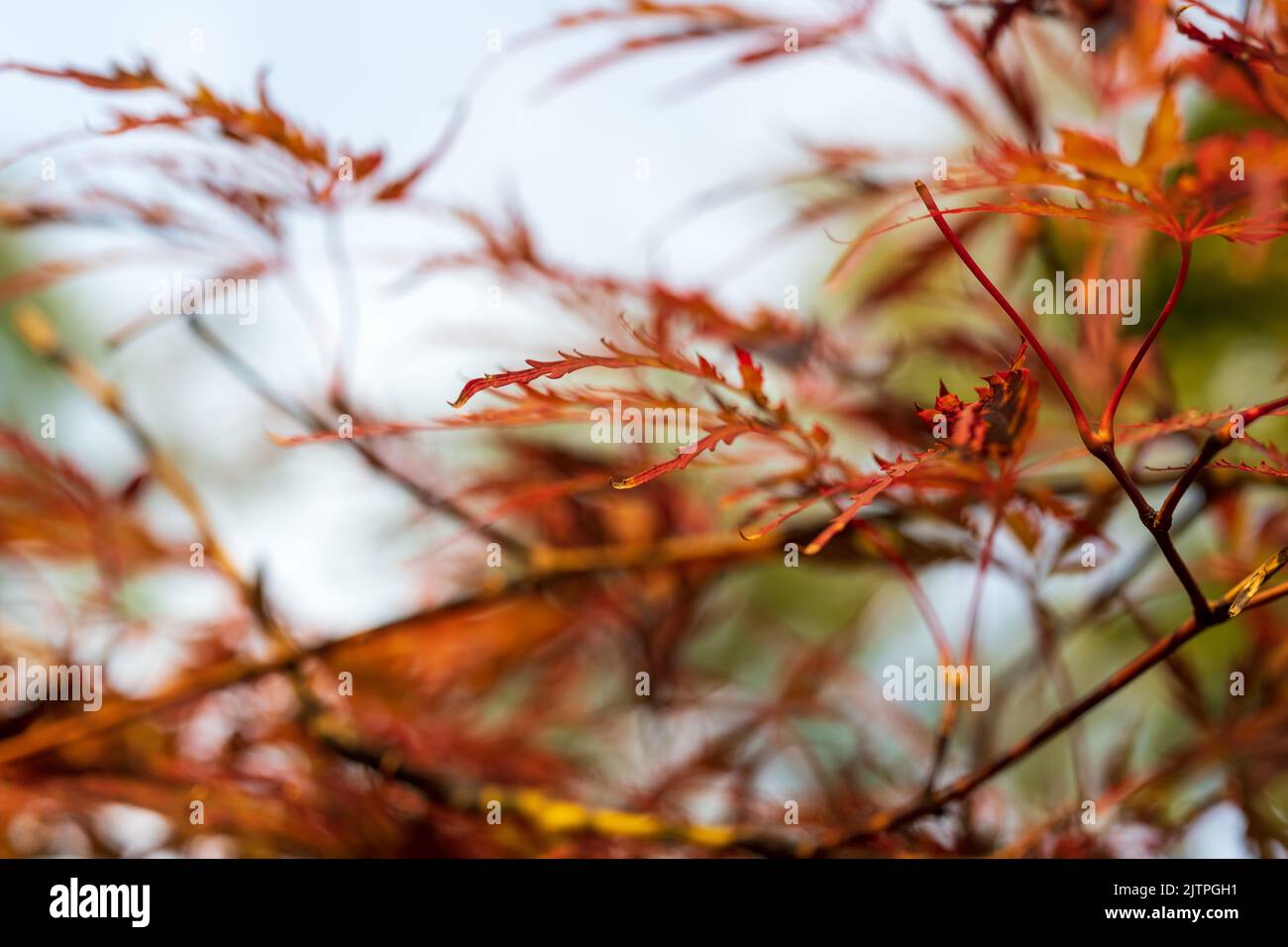Acer palmatum 'Omurayama'. Amur maple, Japanese-maple fullmoon maple ...