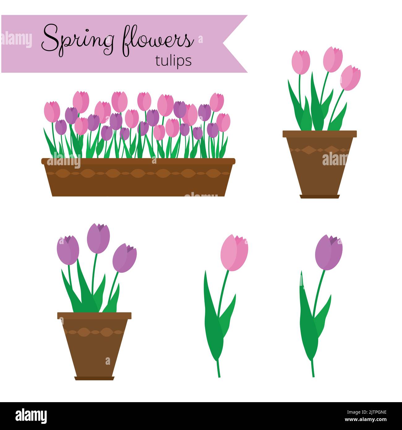 Spring flowers in long container and pots. Tulips isolated on white ...