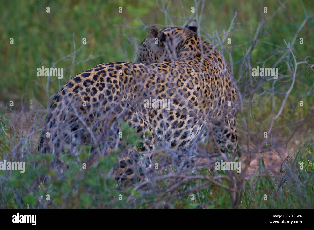 Sun spots face hi-res stock photography and images - Alamy