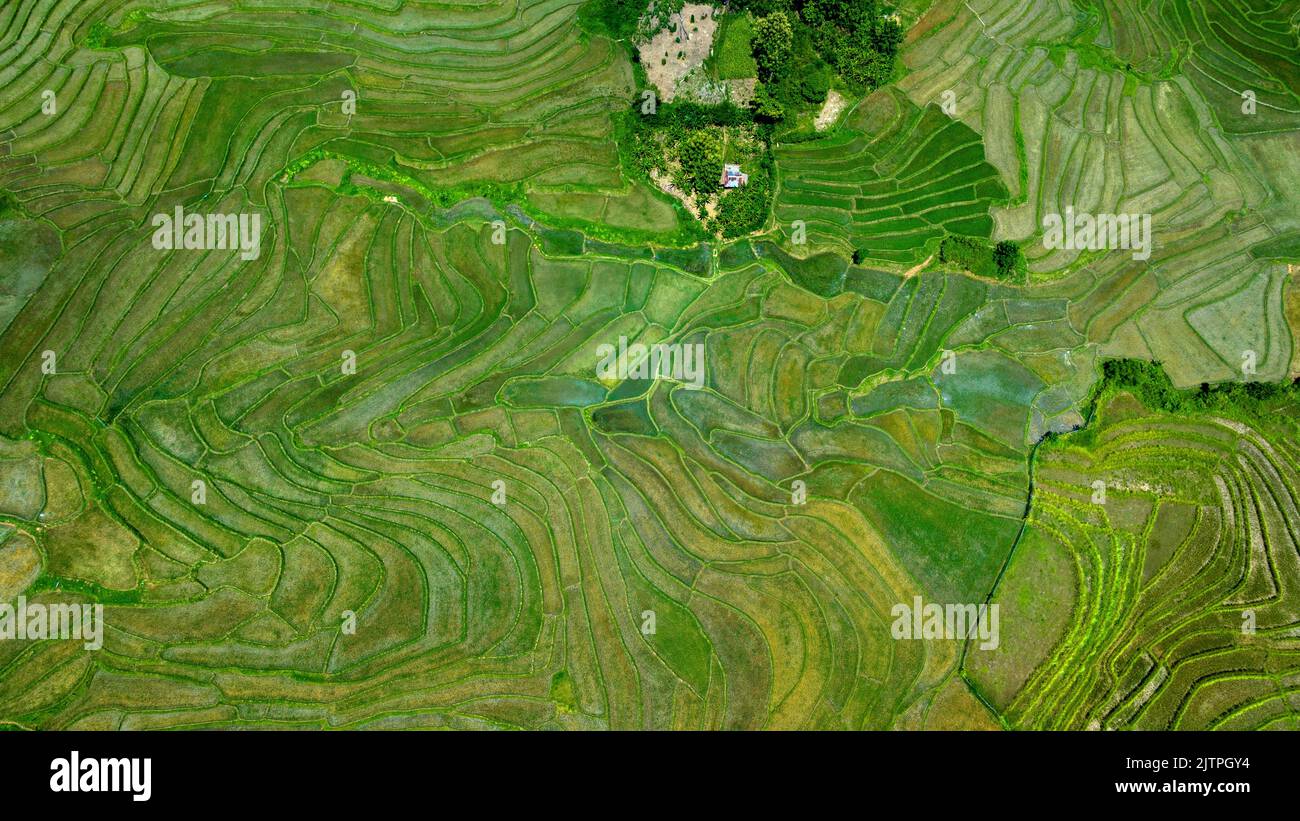 Aerial view of Rice terrace in Luang Prabang, Laos Stock Photo - Alamy
