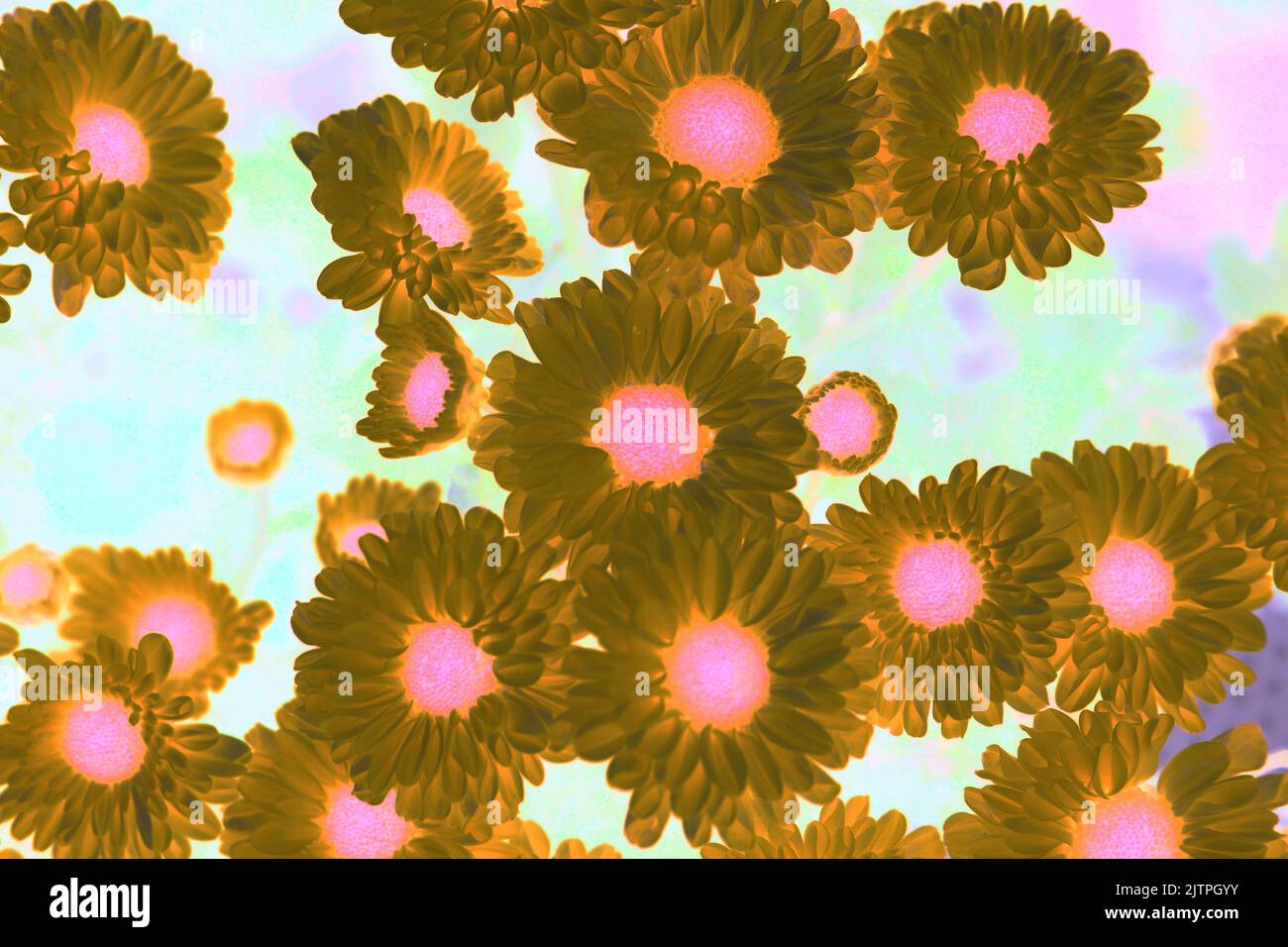 Beautiful top view of many sunflowers growing in the fields in a color ...