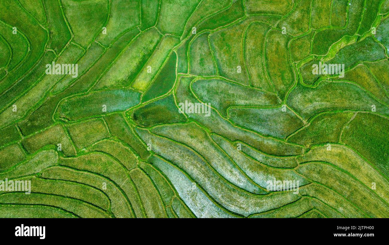 Laos rice terrace hi-res stock photography and images - Alamy
