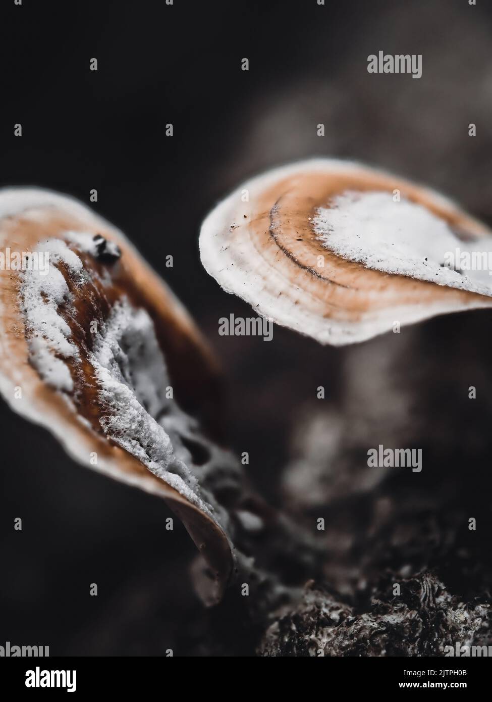 Artists bracket artists hi-res stock photography and images - Alamy