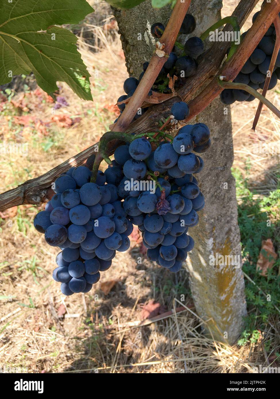 Blaue Trauben an einer Rebe, im Herbst, in der Ortenau Stock Photo - Alamy